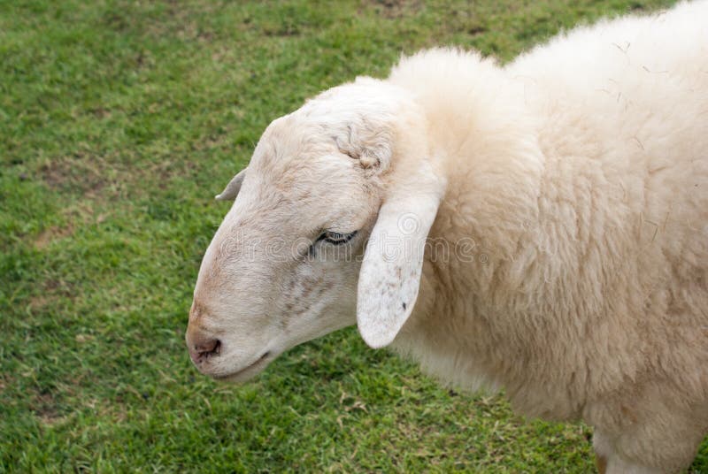 Head of sheep stock photo. Image of breeding, mammal - 33476404
