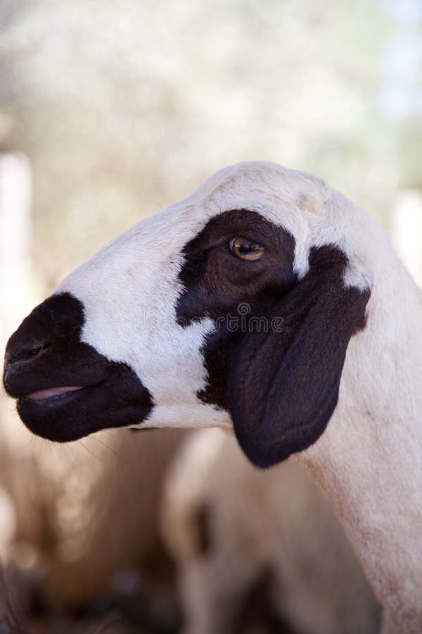 Head of sheep looking away stock photo. Image of patch - 11148428