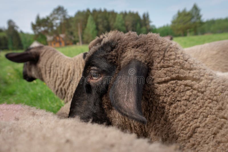 Head Sheep Profile Stock Images - Download 391 Royalty Free Photos