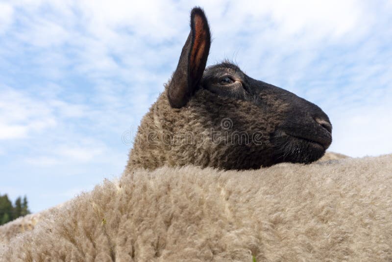 Head of a Sheep Viewed Across the Back of Another Stock Photo - Image ...