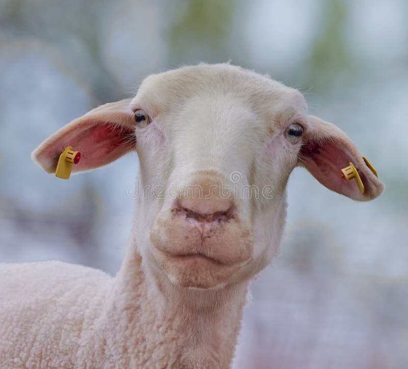Sheep Watching You (Ovis Suffo Stock Photo - Image of chordata, eating ...