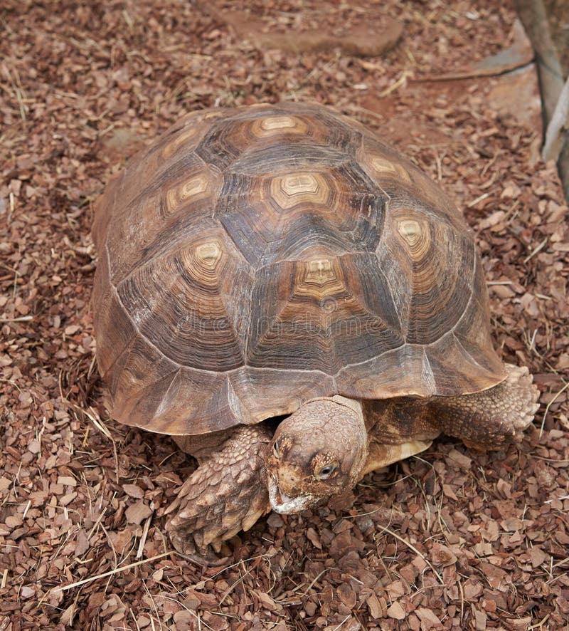 The Head and the Shell African Spurred Tortoise Stock Image - Image of ...