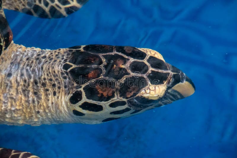 Head Shell of Sea Turtle at Sea Turtle Rescue Station Stock Image ...