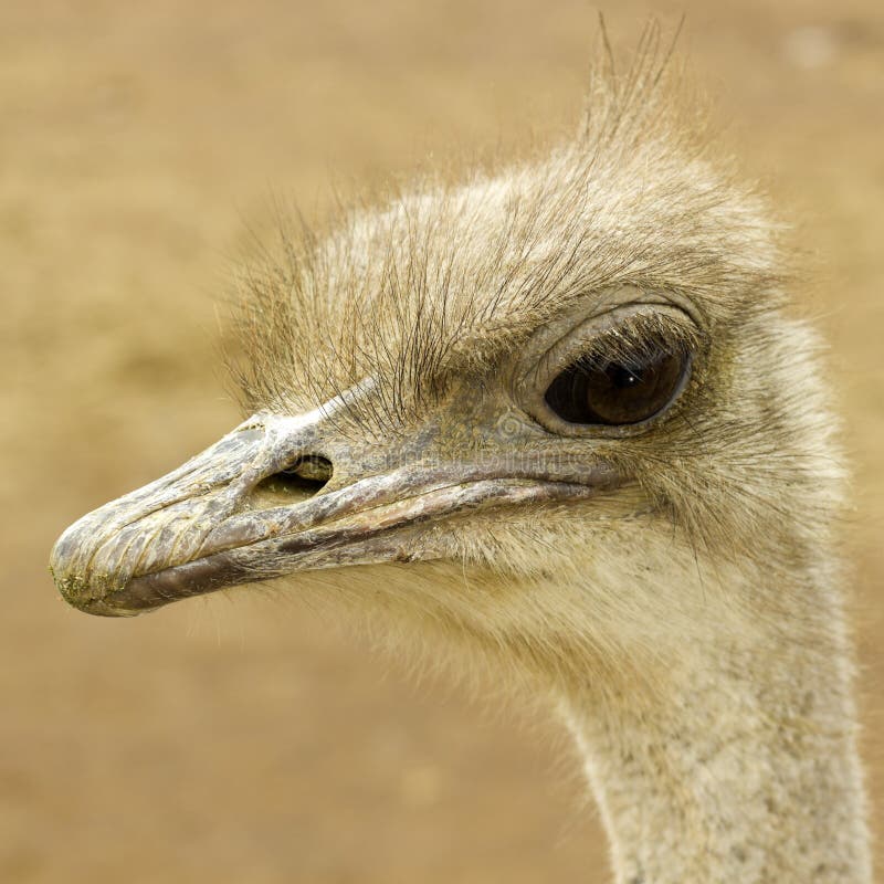 Australian Ostrich on the Nest Stock Photo - Image of ostrich, fauna ...