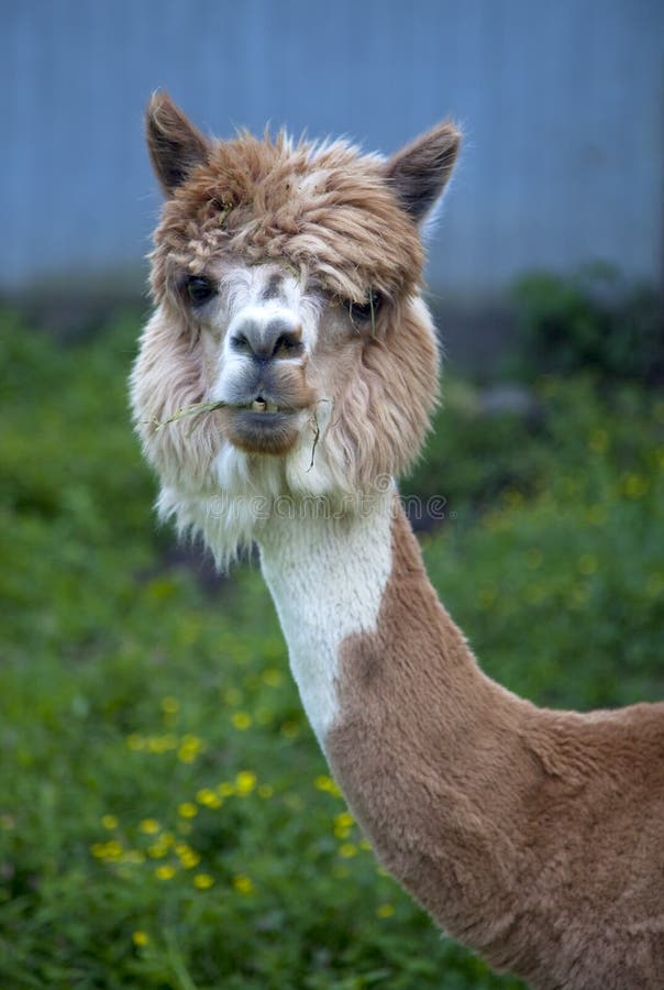 Head of Alpaca (lama Pacos) Stock Photo - Image of andes, nose: 1385856