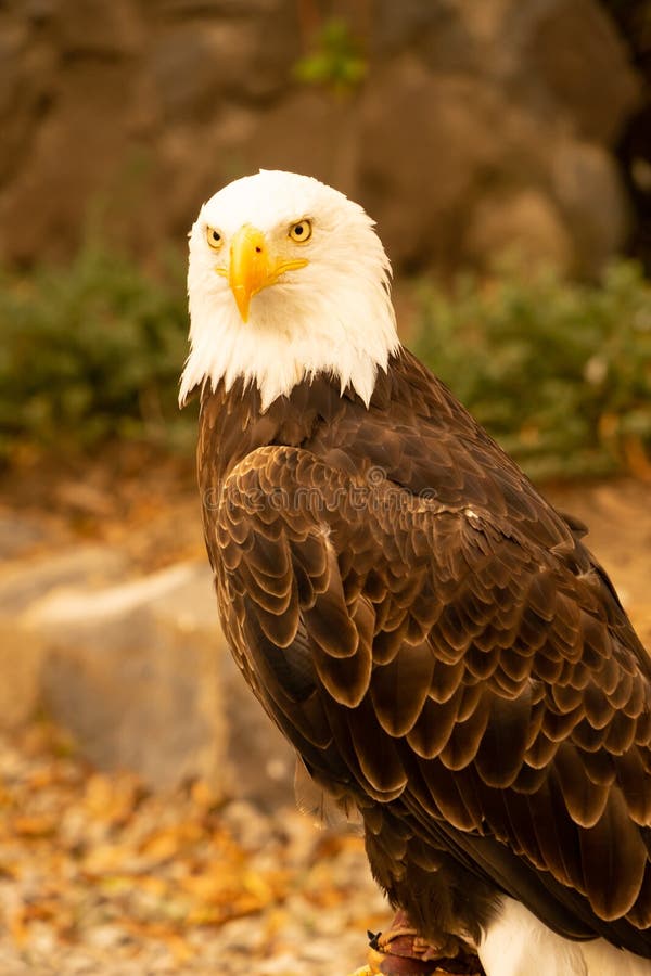American Bald Eagle stock image. Image of brown, american - 159622165
