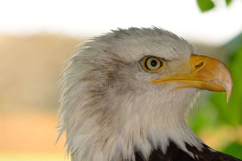 Head shot of a bald eagle stock image. Image of carnivore - 104996059