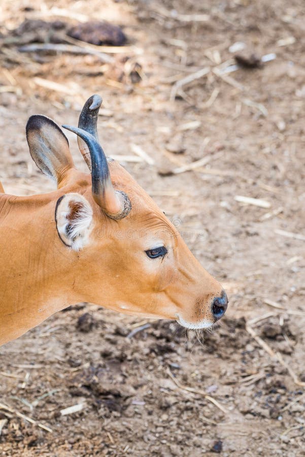 Head Shot of Banteng stock image. Image of banteng, animal - 172422829