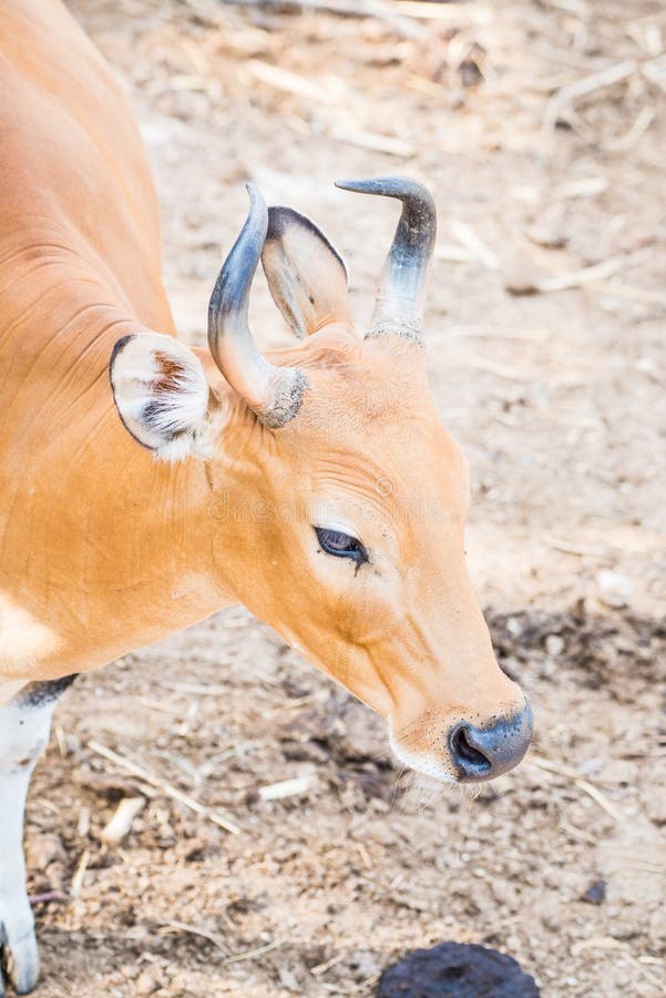 Head Shot of Banteng stock image. Image of shot, outdoor - 172422843