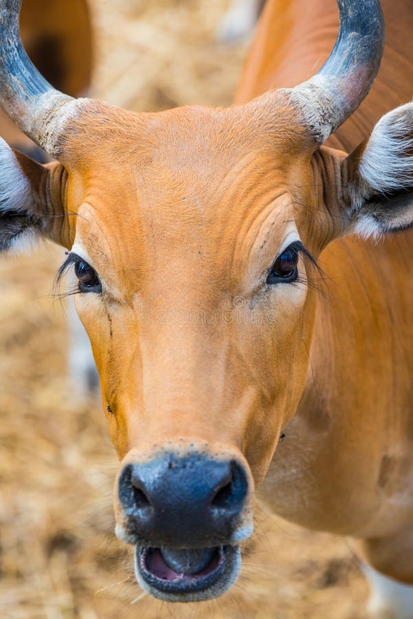 Head Shot of Banteng stock photo. Image of enormous - 187710568