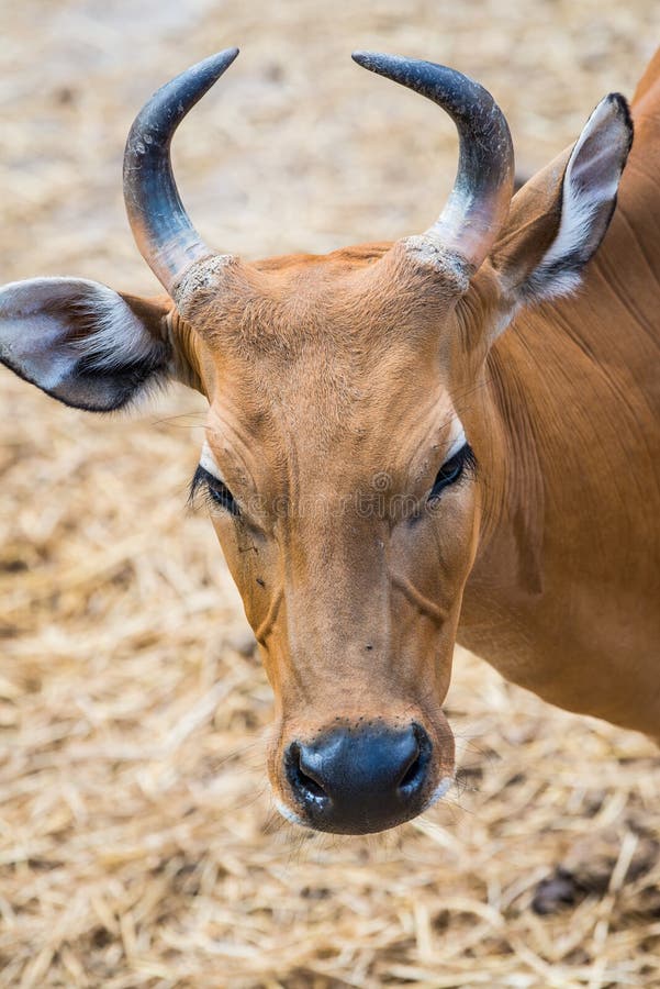 Head Shot of Banteng stock image. Image of rare, face - 208380451