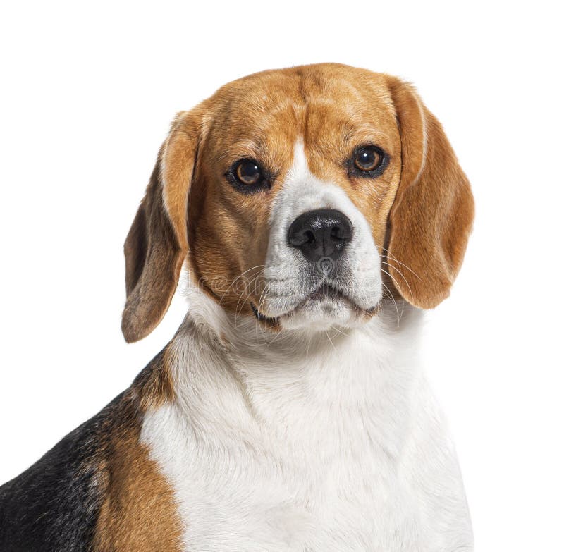 Beagle isolated on white stock photo. Image of camera - 72546718