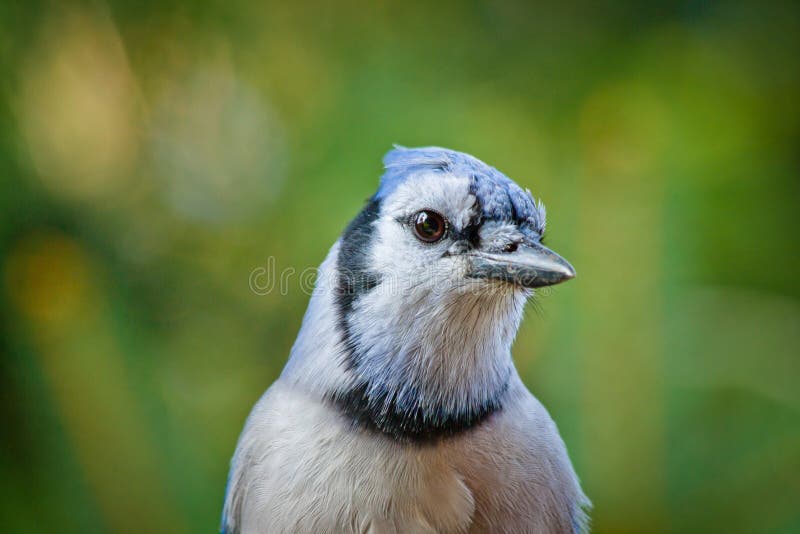Head Shot of a Beautiful Blue Jay Stock Image - Image of nature ...