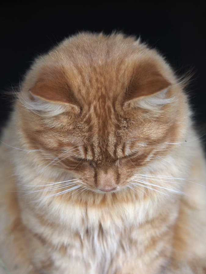 Beautiful Ginger Cat stock photo. Image of shot, head - 111719582