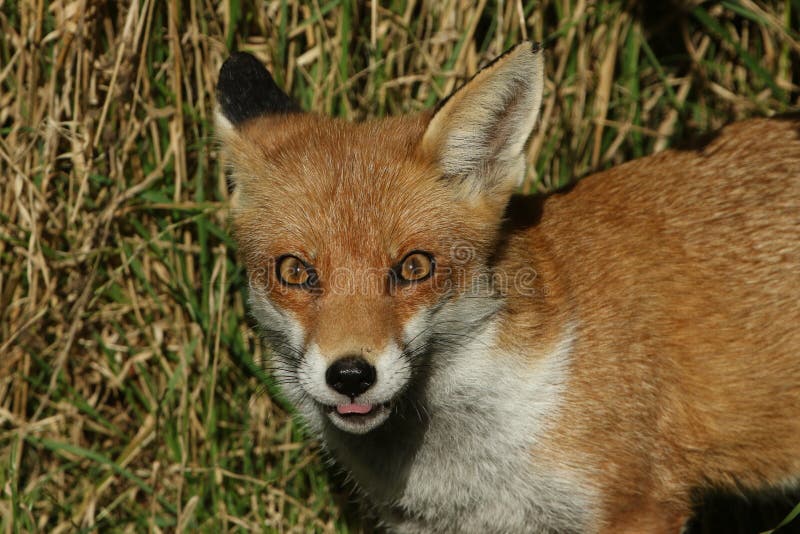 A Head Shot of a Beautiful Hunting Red Fox, Vulpes Vulpes. Stock Photo ...