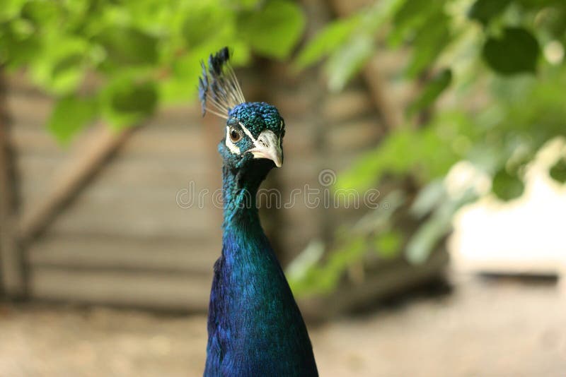 Head Shot of Beautiful Peacock Front View Stock Image - Image of male ...