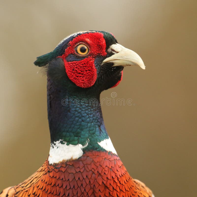 A Head Shot of a Beautiful Pheasant Phasianus Colchicus. Stock Image ...