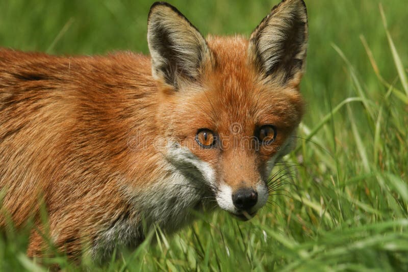 A Head Shot of a Beautiful Red Fox Vulpes Vulpes. Stock Photo - Image ...