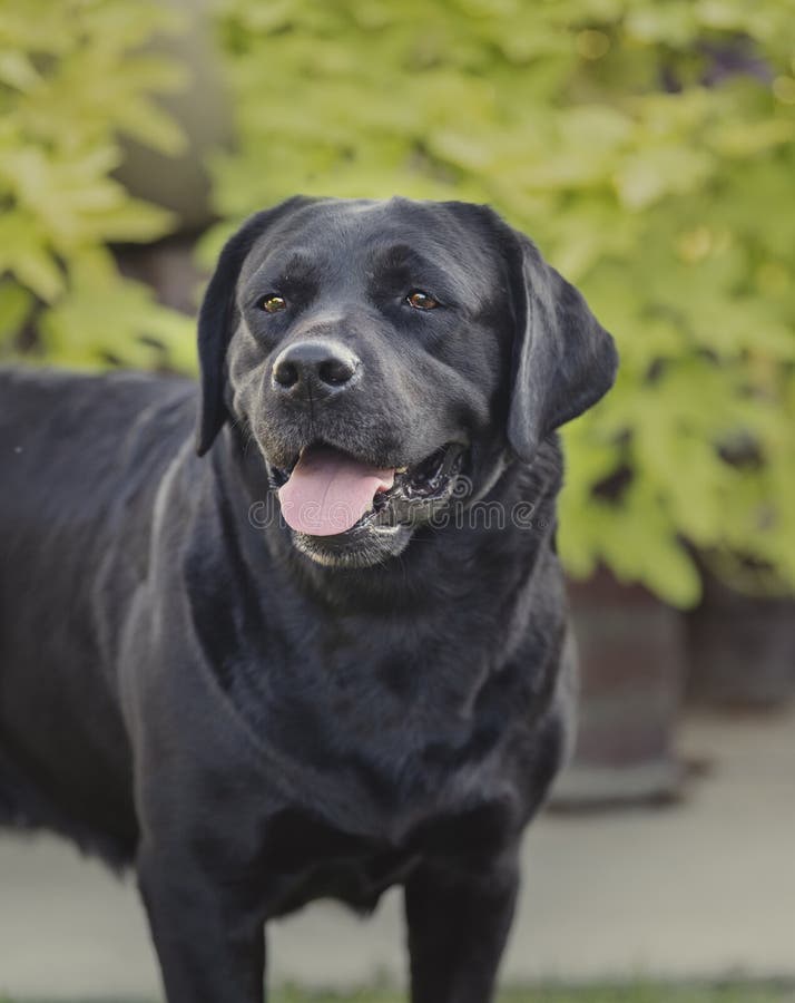 133 Yellow Lab Head Shot Stock Photos - Free & Royalty-Free Stock ...