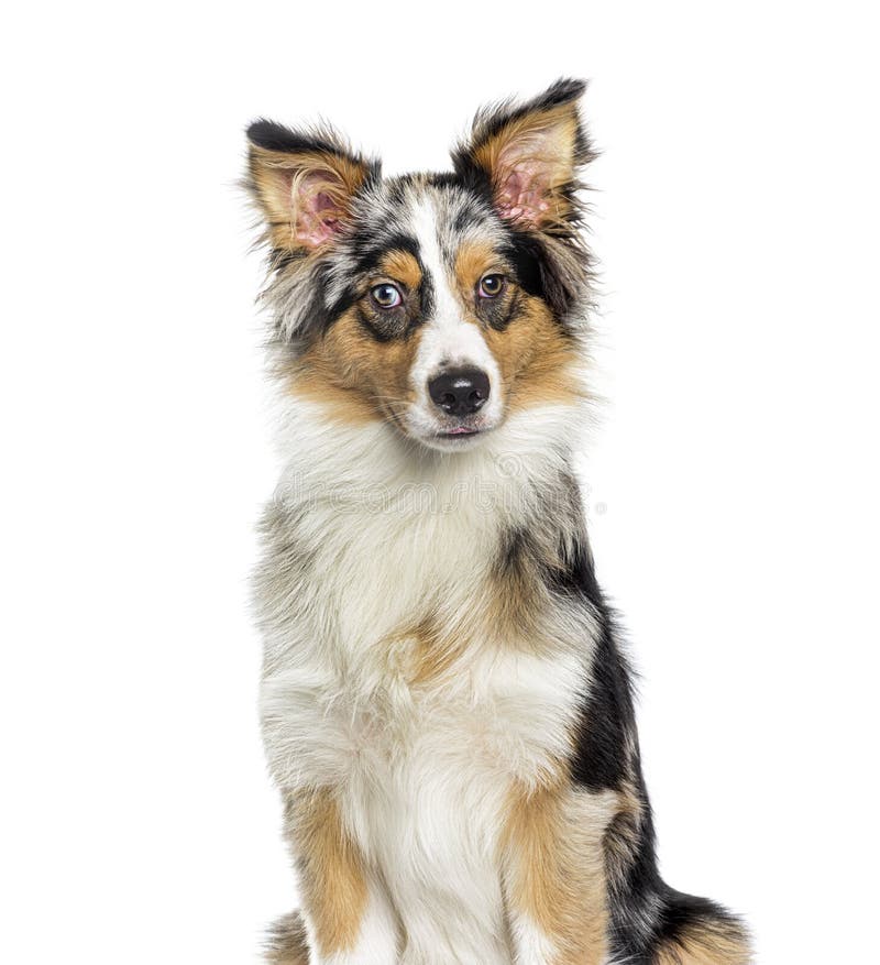 Head Shot of a Bleu Merle Border Collie, Isolated on White Stock Image ...