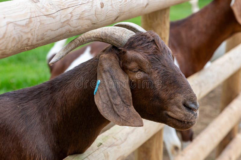 754 Rare Breed Head Shot Stock Photos - Free & Royalty-Free Stock ...