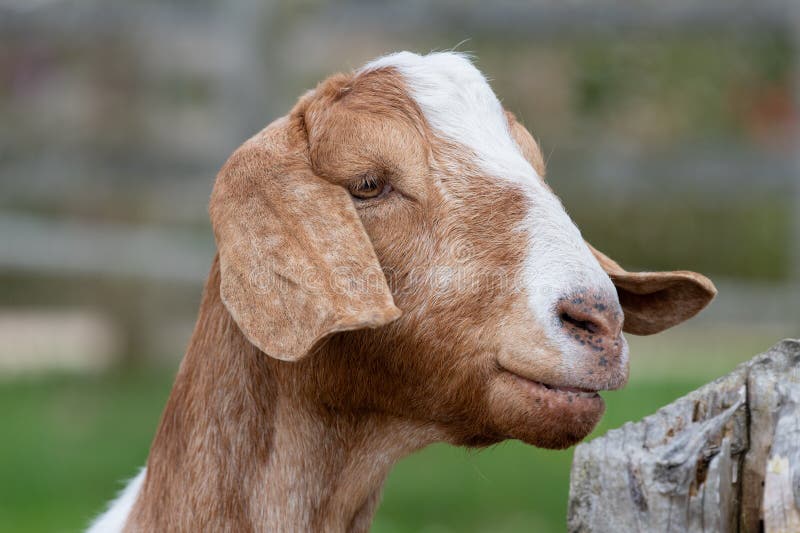 Boer goat stock image. Image of livestock, boer, outdoor - 336077411