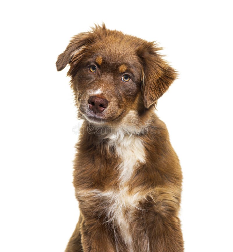 Head Shot Brown Australian Shepherd Dog Looking at Camera Stock Photo ...