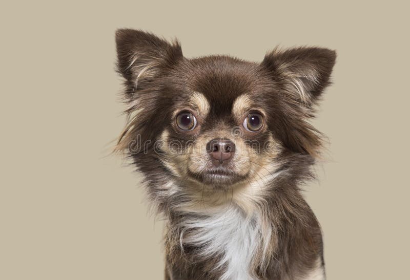 Head Shot Brown Chihuahua Front Colored Background Stock Photos - Free ...