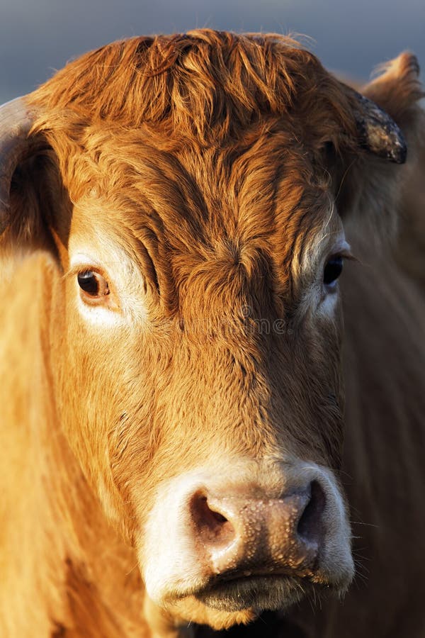 Brown Cow Head Shot stock image. Image of face, field - 27562963