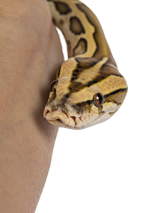 Hypo Burmese Python stock photo. Image of python, endangered - 7283842