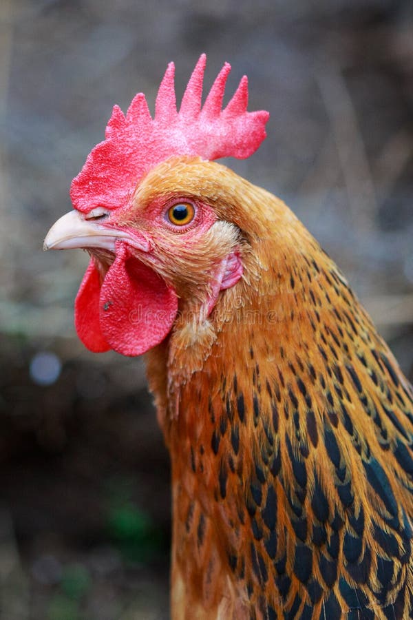 Head Shot Side Profile of My Chicken Goldie Stock Image - Image of ...