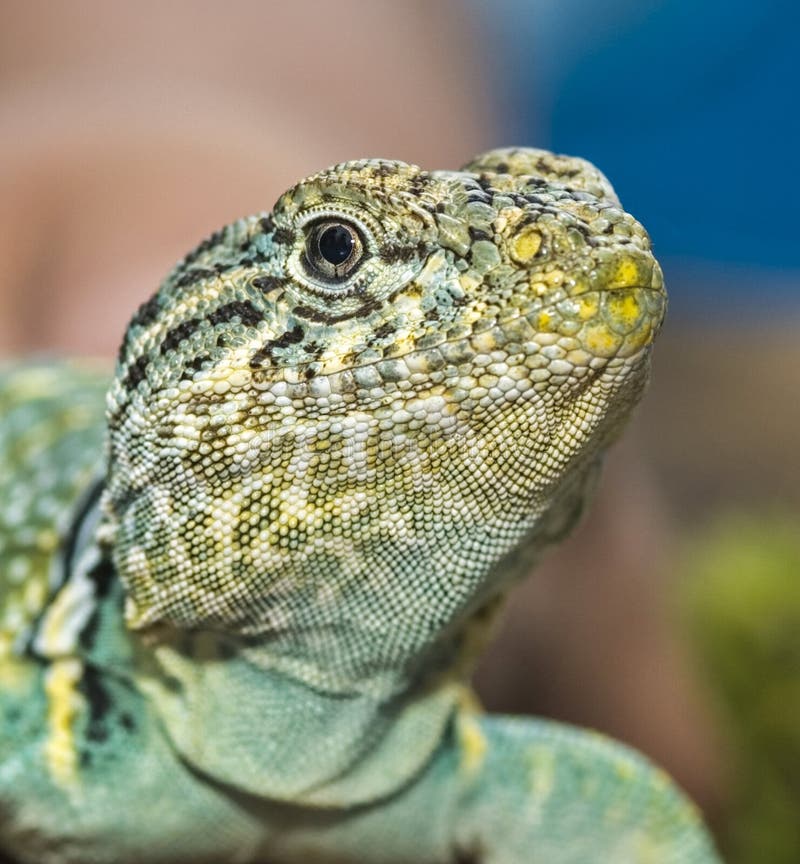 Collared Lizard Portrait Close Up Stock Photo - Image of animal, head ...