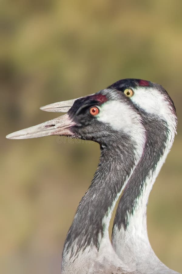 Head Shot of common cranes stock photo. Image of background - 271499942