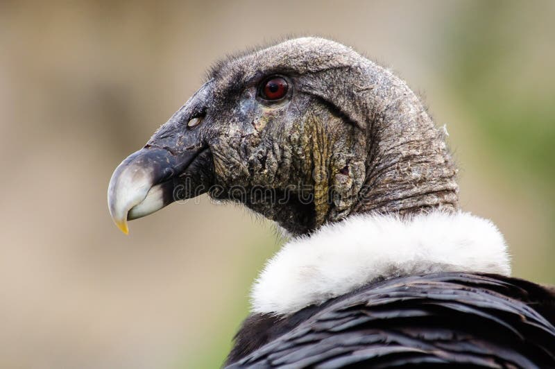 Head shot of a condor stock photo. Image of birds, scavenger - 69972284