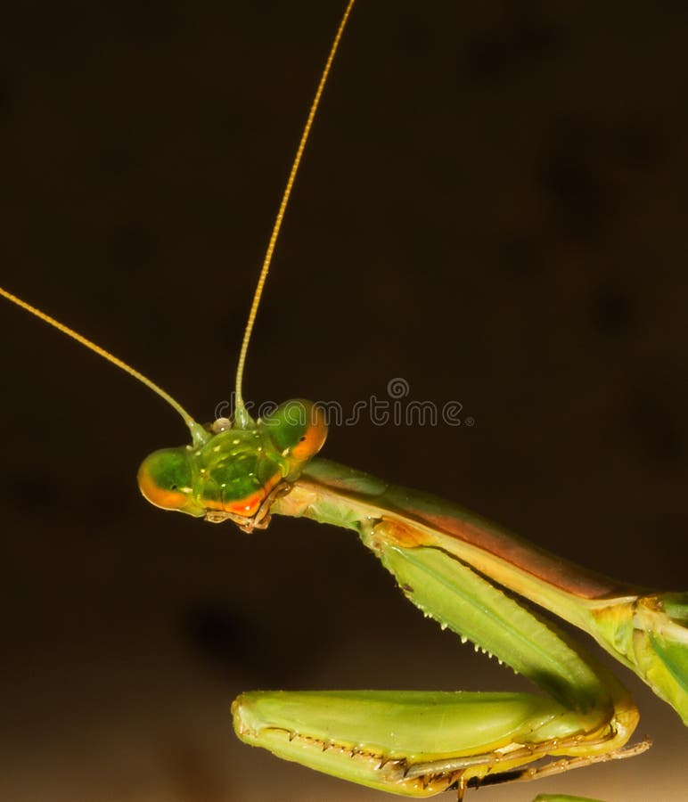 Head Shot of Curious Praying Mantis Stock Image - Image of desert ...