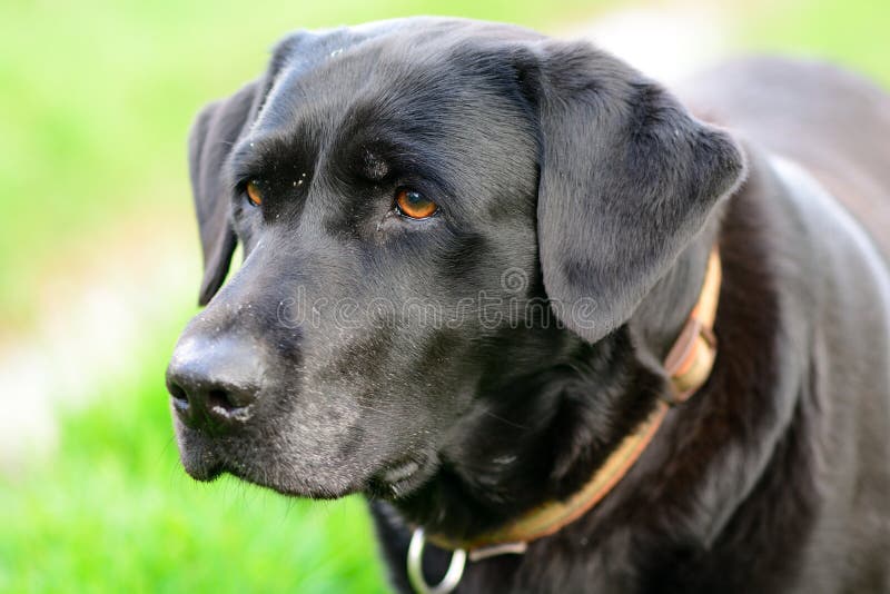 Head Shot of a Black Labrador Stock Photo - Image of head, labradors ...