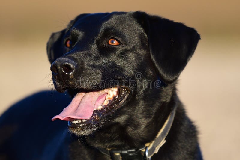 Head Shot of a Cute Black Labrador Stock Image - Image of outdoor ...