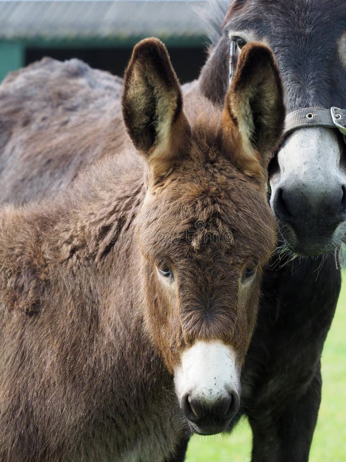 Baby Donkey stock image. Image of equestrian, outdoor - 112648533