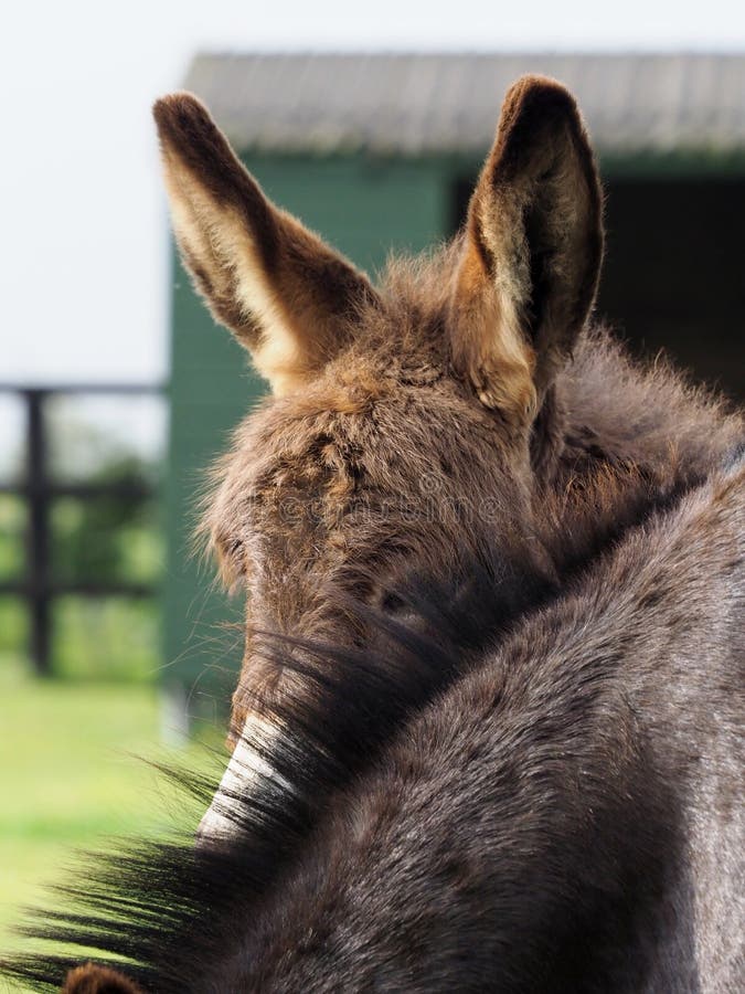 Baby Donkey stock image. Image of equine, cute, outside - 112648541