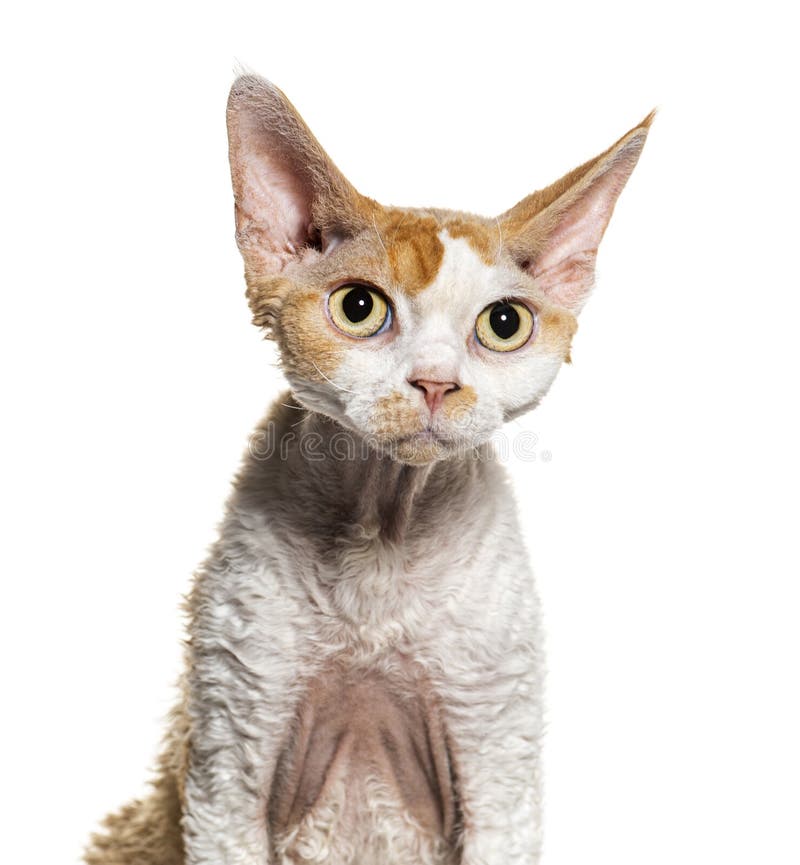 Head Shot of a Devon Rex Cat, Isolated on White Stock Image - Image of ...