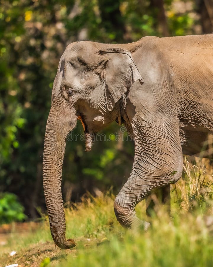 Head Shot of a Elephant stock image. Image of park, surreal - 276933445