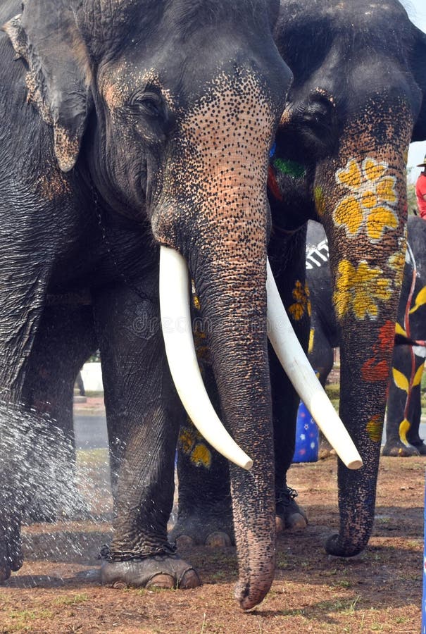 Head Shot of Elephant with White Ivory Stock Photo - Image of holiday ...