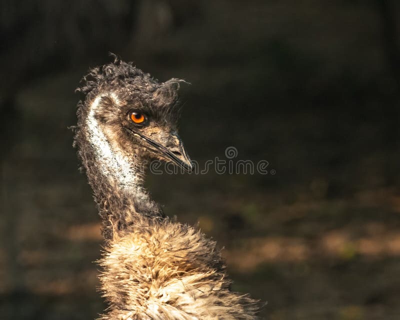 A Head Shot of a Emu stock image. Image of curious, flightless - 260291979
