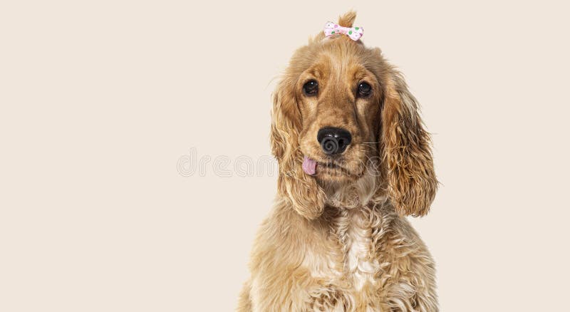 Head Shot of a English Cocker Spaniel Making a Face on Brown Background ...