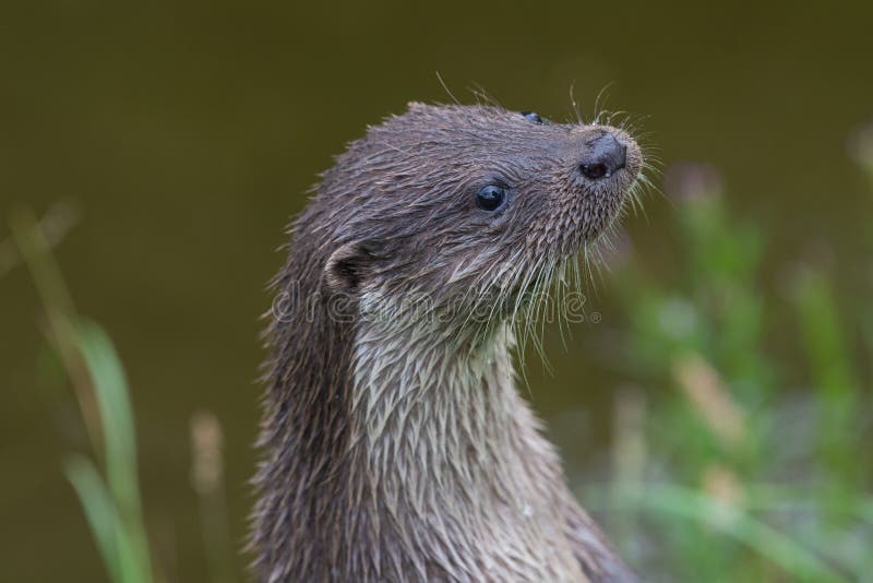 Eurasian otter lutra lutra stock photo. Image of color - 160058224