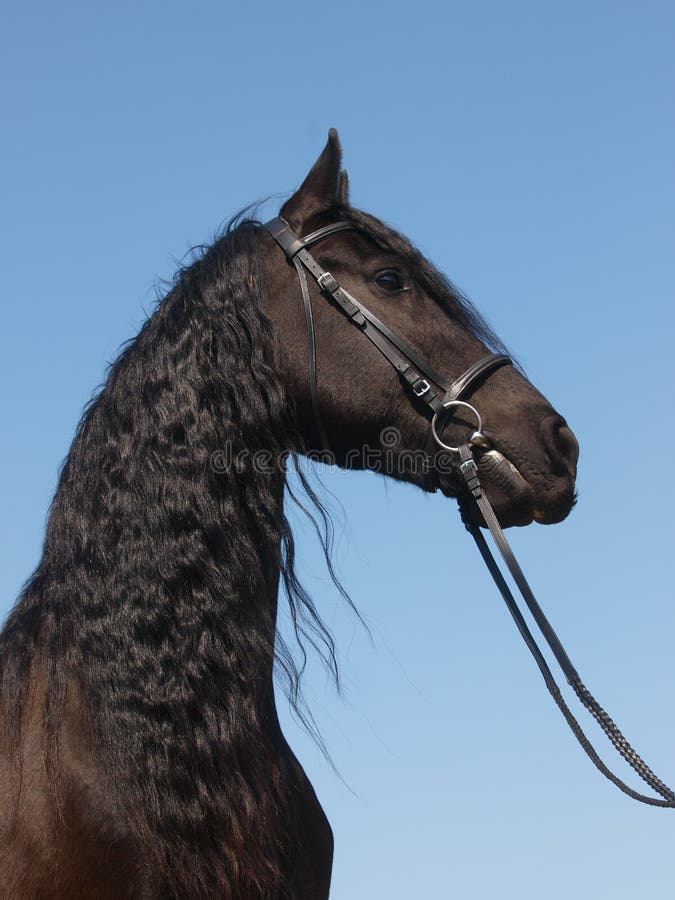 Head Shot of Friesian Horse Stock Photo - Image of friesian, looking ...