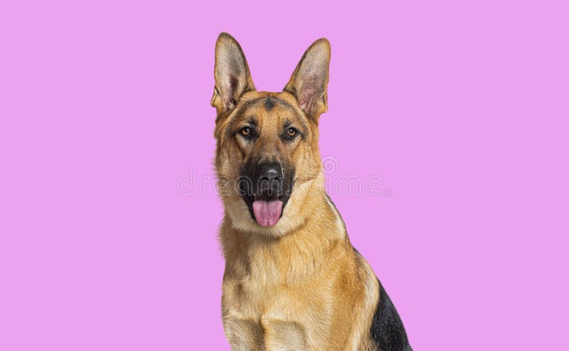 Portrait German Shepherd Dog Pink Background Studio Shot Stock Photos ...