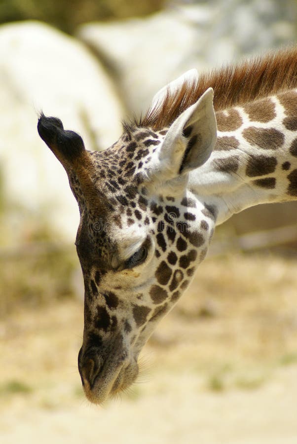 Head Shot of a Giraffe stock photo. Image of brown, long - 26404468