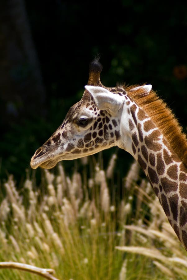 Head Shot of a Giraffe stock photo. Image of animal, long - 26404472