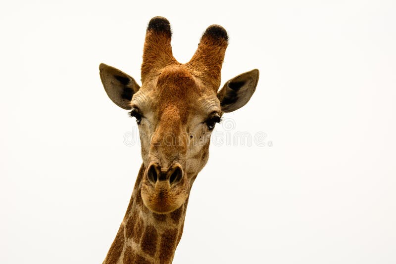 Head shot of a Giraffe stock image. Image of nature, giraffe - 64486271
